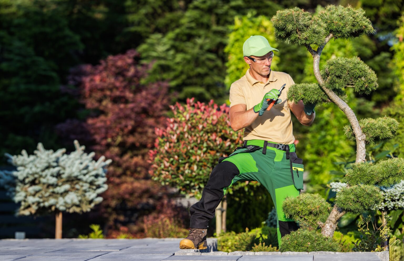 What's the Difference Between and Arborist and a Tree Service? | Kansas ...