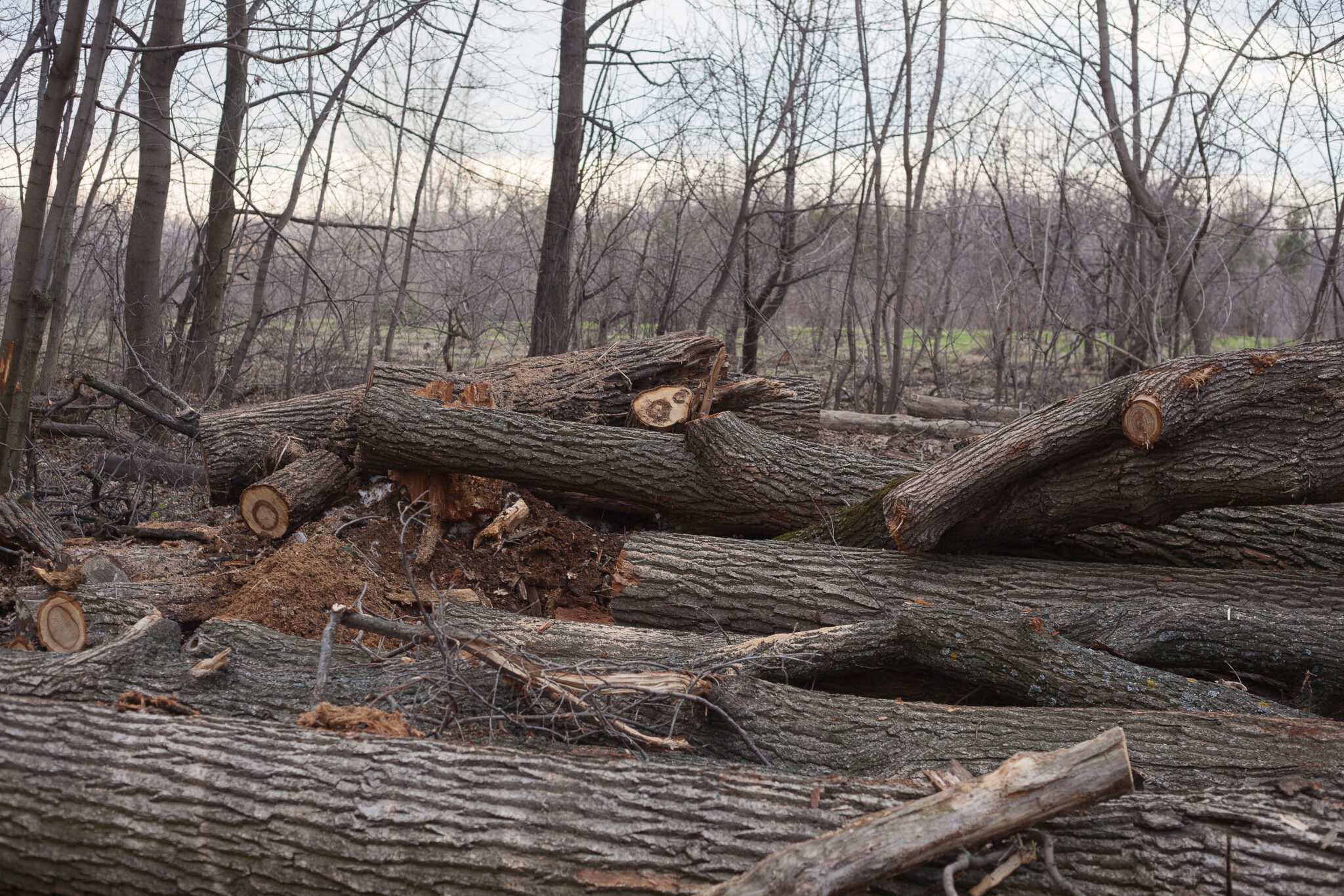 Tough Trees, Tough Summers | Drought-Resistant Trees in Wichita