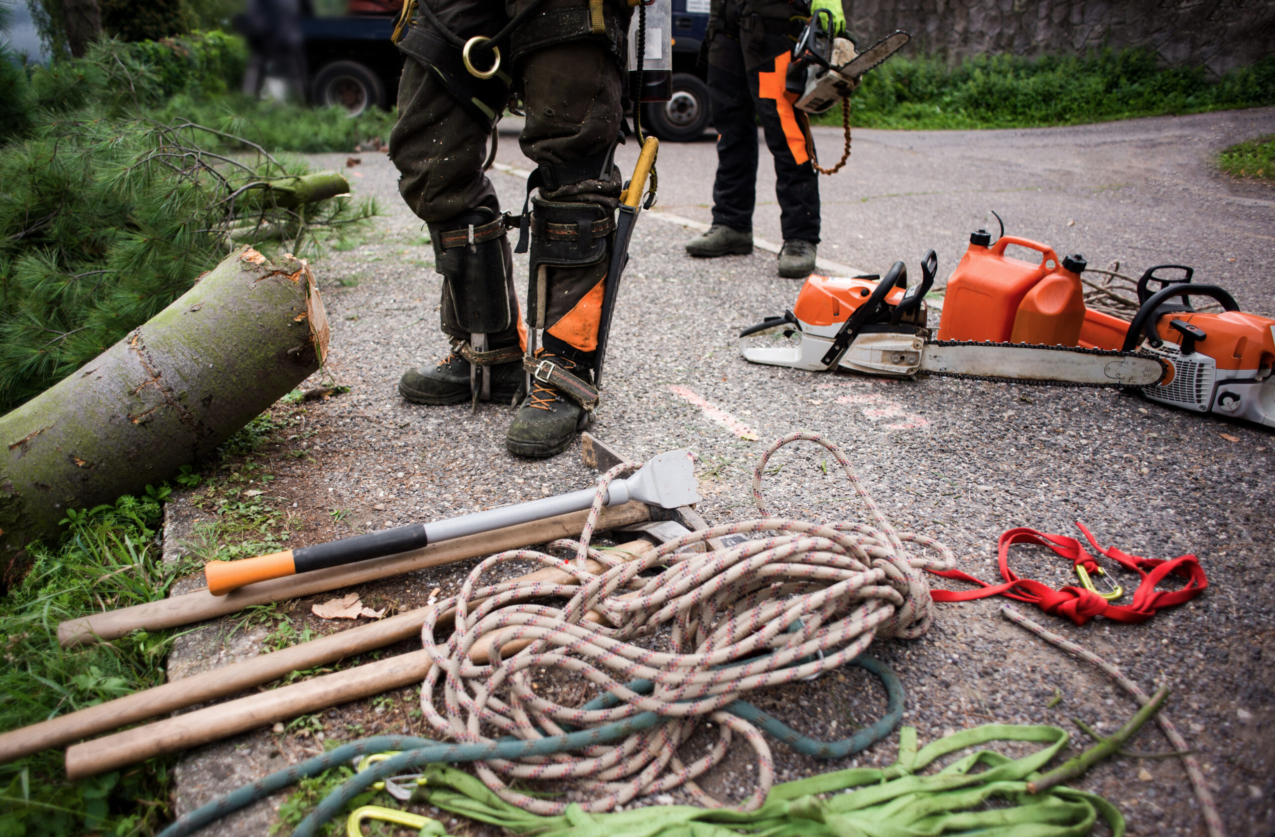 Now What? | How to Properly Dispose of a Felled Tree in Wichita