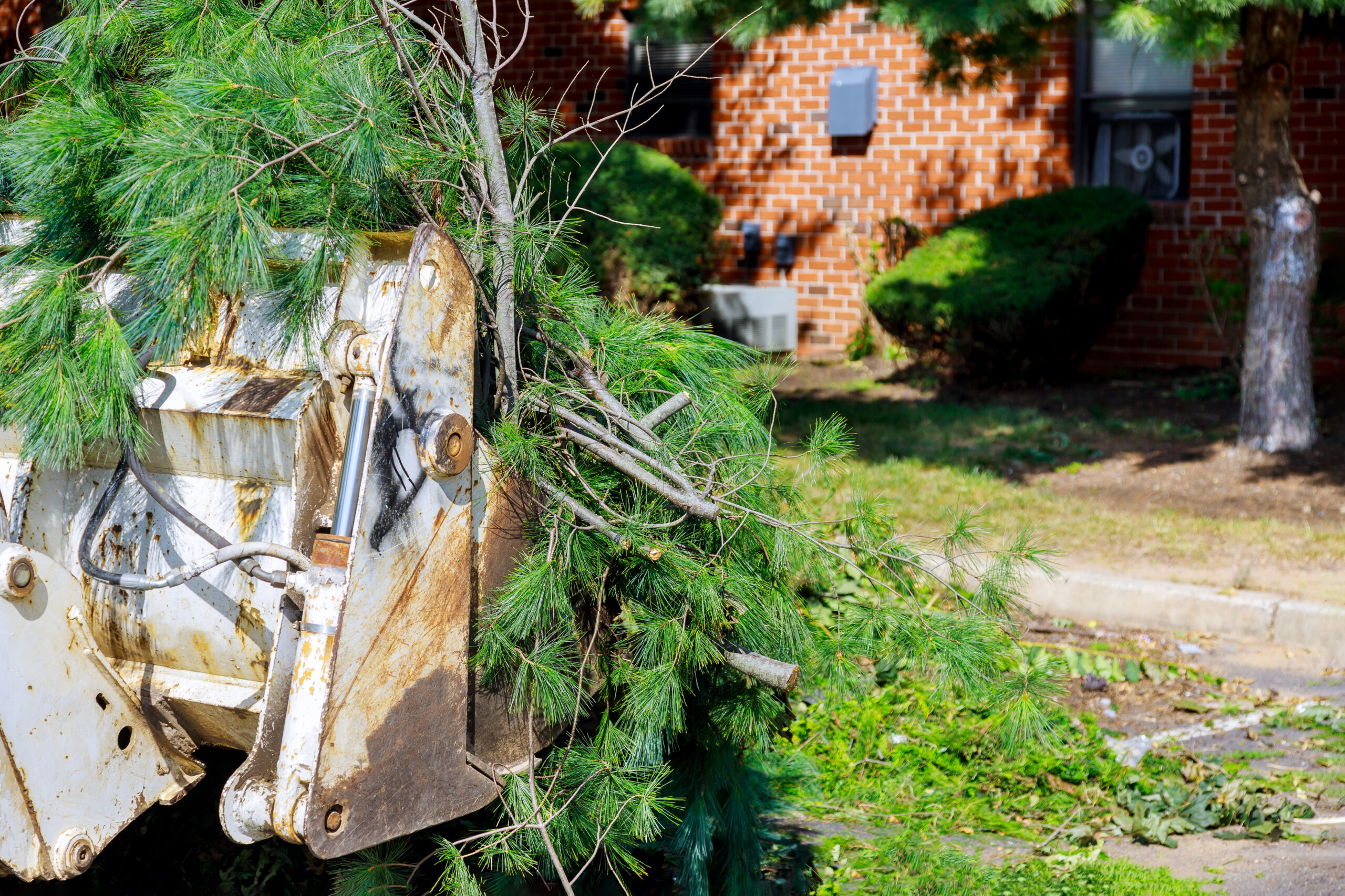 What is a Certified Arborist? | Kansas Tree Experts - Kansas Tree Experts